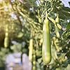 AllThatGrows Sponge Gourd Dark Green Loofah Seeds, Peechinga, Pirkanga ...