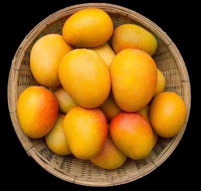 Garden Fields Paheri / Pairi Mango Plant-Grafted Variant. : Amazon.in ...