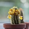 Amazon.com: GANAZONO Bee Garden Stakes Decoration, 10pcs Bee on Sticks ...