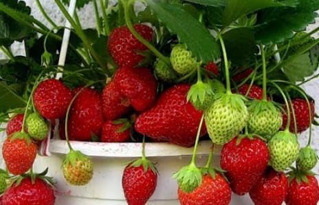 green garden nursery straberry plant (pack of 1 live plant) : Amazon.in ...