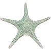Amazon.com: Ebros Large Jumbo Ocean Coral Sea Star Shell Starfish ...