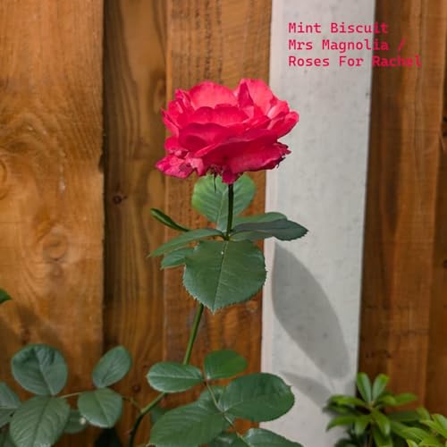 Play Mrs Magnolia / Roses for Rachel by Mint Biscuit on Amazon Music