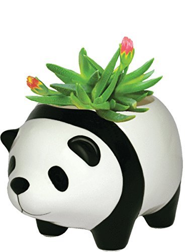 Panda Bear - Plant Pot : Amazon.in: Garden & Outdoors