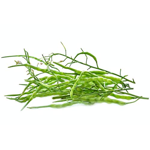 AllThatGrows Singra Seeds, Singra Mongra Radish Bean Seeds - 100 Mongra ...