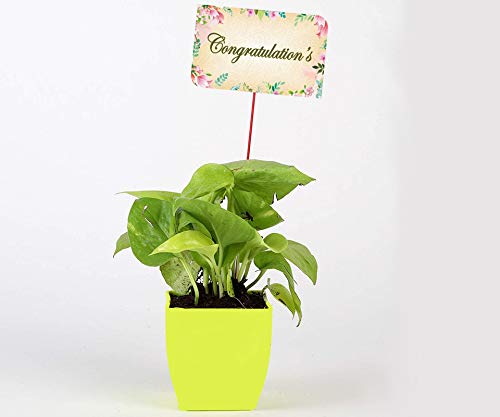 Vibrant Green Money Plant In Green Plastic Pot With Congratulation's ...