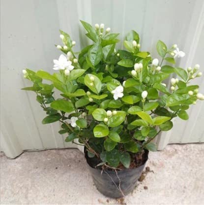 Punarva Jasmine PlantKundo PlantIndoor Live Plant With Pot - Jasmine ...