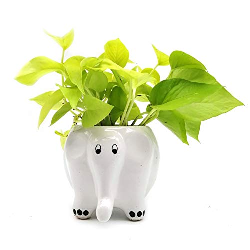 Greenish Ceramic Elephant Pot/Gamla/Planter with Drainage Holes| Garden ...