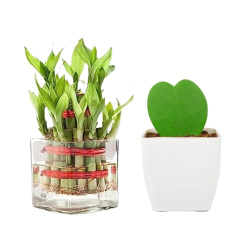 Happiness In House Live Indoor Double Layer Bamboo Plant With Square ...