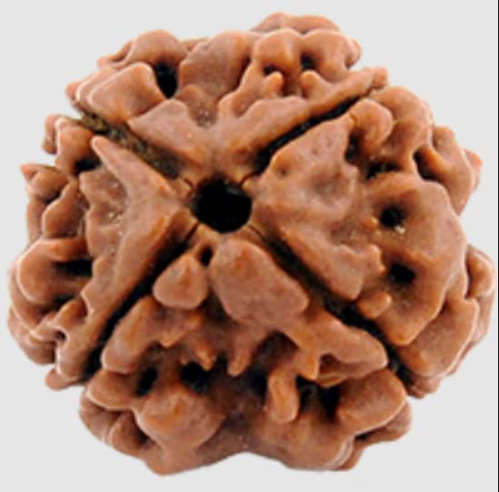 USPTO Char Mukhi Rudraksha Original Nepal Tree's Real 4 Mukhi Rudraksh ...