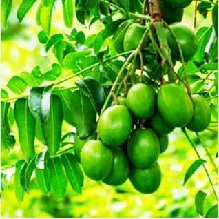 Oxiflora All Time Hog Plum/Amra Plant Grafted Live (Plant height 2-2.5 ...