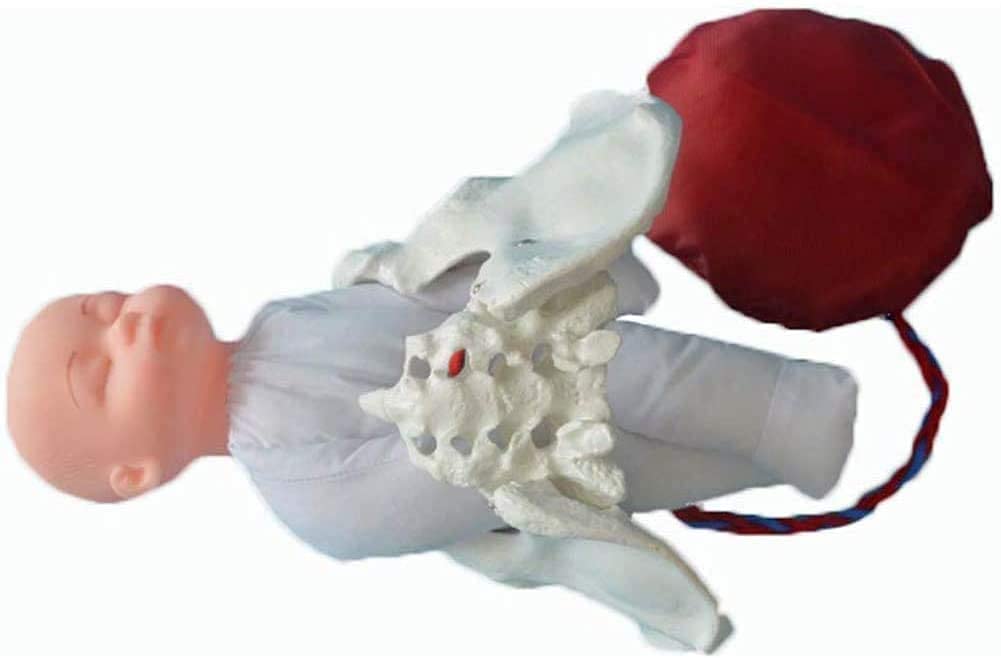 Buy NIHE Female Pelvis Childbirth Model - Childbirth Simulator with ...