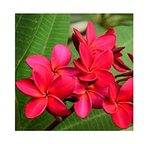 PlantaZee Live red Champa/red Plumeria Beautiful Charming Flower Plant ...