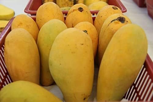 S. Nursery Rare "Thai Chok Anan" Mango Grafted 2-3 Feet Height Healthy ...