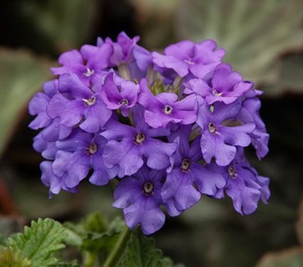 OhhSome Flower Seeds : Devil'S Bane Blue Seeds Of Flower Seeds Less ...
