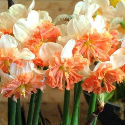 Radha Krishna Agriculture Daffodil Shrike Imported Variety Of Narcissus ...