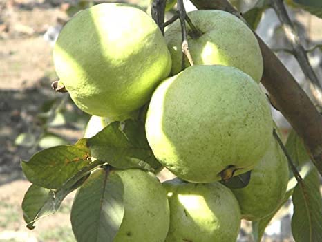 ADN Life HYBRID VNR Bihi Guava Big Size Jambu sapling Piyara Amrood ...