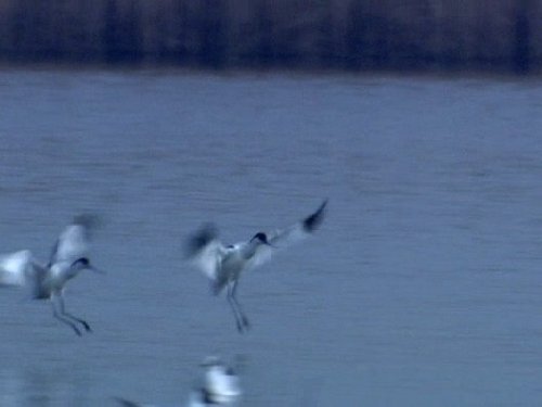 Watch BBC Natural World Collection | Prime Video