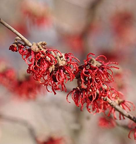 Zaubernuß Rubin 30-40cm - Hamamelis intermedia - lebende Gartenpflanze ...