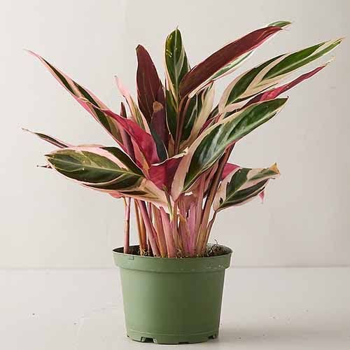 Mphmi Live Plant Nursery NCR Rhoeo Spathacea Tricolor, Rhoeo Variegated ...