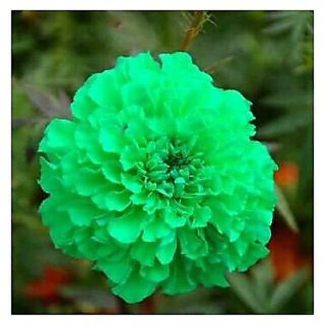 Green Marigold Flower 50 Seeds Pack : Amazon.in: Garden & Outdoors