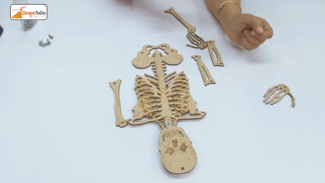 BESPORTBLE Skeleton Model Diy Human Skeleton Assembly For Boys And
