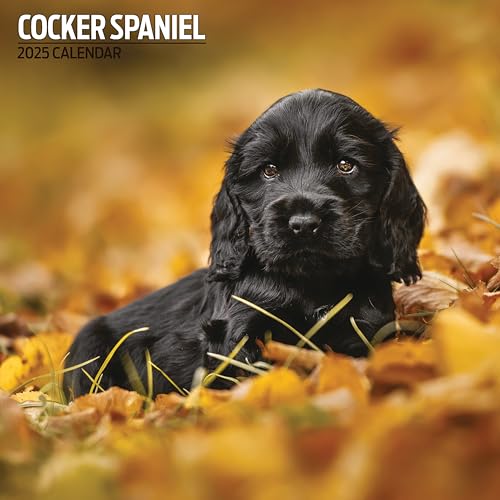 Cocker Spaniel 2025 Traditional Calendar – BigaMart