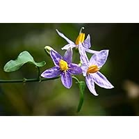 SAARA : Thuthuvalai Powder (Solanum Trilobatum),50grams : Amazon.in ...