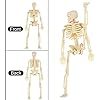 Amazon.com: FINGOOO Mini Skeleton Figurines, 12Pcs 6 Inch Small ...