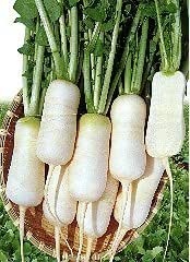 Amazon.com : Honeyman Farms 4292 Radish Passion Altari Hybrid Seed ...