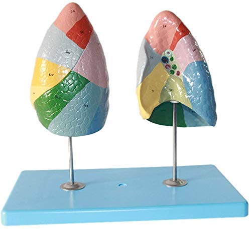 Buy Model Body Human Torso Model Educational Model Anatomy of the Human ...