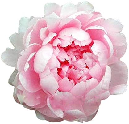 Amazon.com : Walter Faxon Peony - Pink Double Peony Bare Root 3-5 Eyes ...