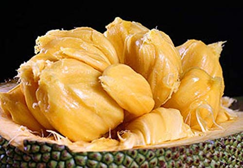 CosaCentrum Jack Fruit Jackfruit (Jackfruit Or Kathal Tree of India ...