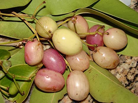 Online plant bazar White Jamun/Jam Grafted Thai variety Live Plant-WJ01 ...