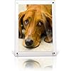 Get Acrylic Photo Frames - A6 Modern Certificate/Desktop Photo Frame ...