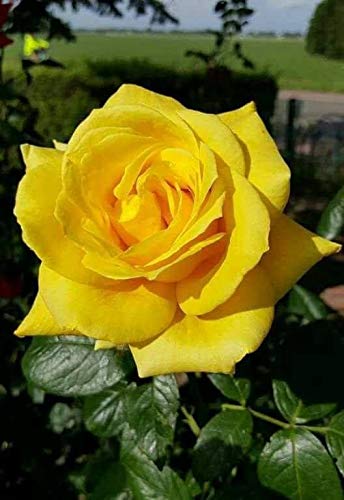 Royal Paradise Garden"Mustard Yellow" Rose Flower Plant Home Garden ...
