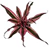 Amazon.com : Red Baron Earth Star Plant - Cryptanthus -5" Pot : Patio ...