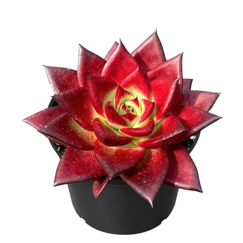 Best Small Red Carpet Succulent Picks for Bright Decor and Easy Care ...