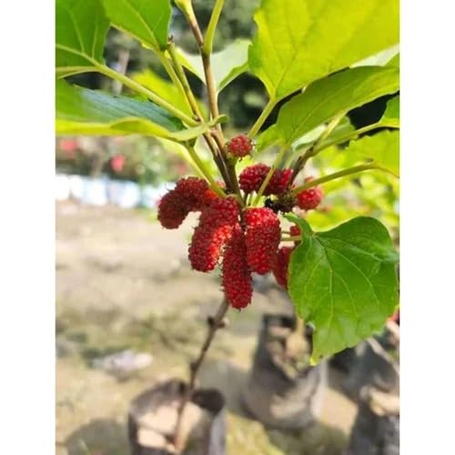 Shahtoot Morus alba, Malperi Mulberry Live Fruit Plant (Air Layered ...