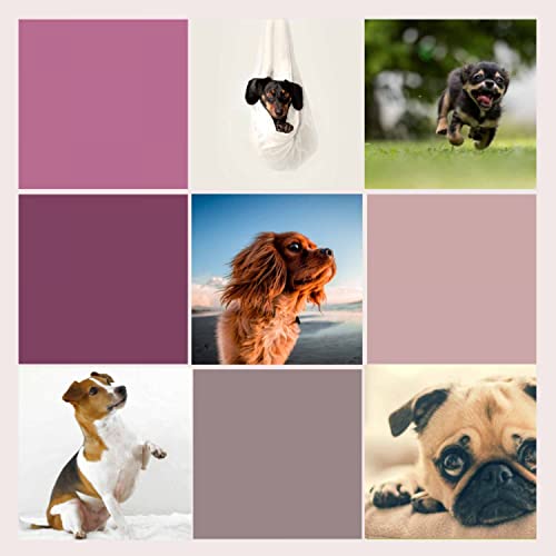 Music for Sleepy Dogs - Trumpet Jazz by Calming Music for Dogs on ...