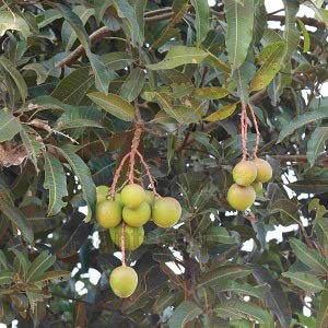 Plants Ship Mango Aam Royal Special Punasa Grafted Plant : Amazon.in ...