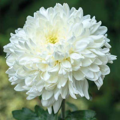 Plant Nursery Online Shevanti White, Chrysanthemums - Live Plant ...