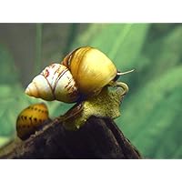 Amazon.com: Aquatic Arts 1 Japanese Trapdoor Snail/Freshwater Aquarium ...