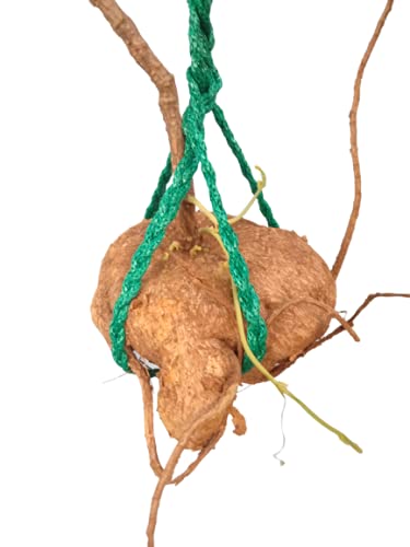 Zooqa Akasa Garudan Kilangu : Amazon.in: Garden & Outdoors