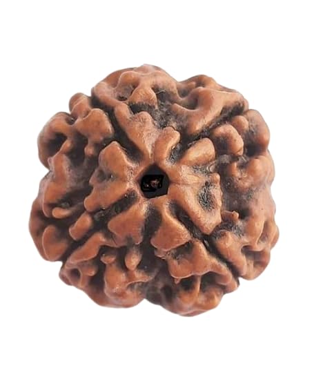 USPTO 4 Mukhi Rudraksha Original Certified with Silver Pendant Real ...