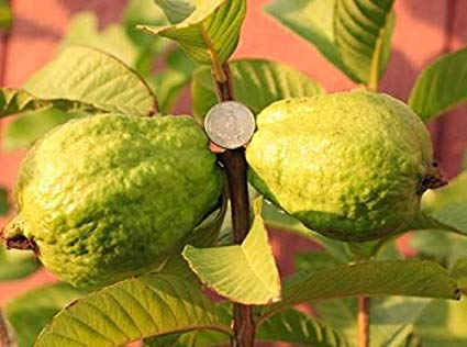 EdensField Rare Exotic Tropical Fruit Live Plant - Sweet Rare" APPLE ...