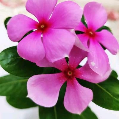 Sky Nursery Sadabahar Live plants | sadabahar flower plant | Sadabahar ...