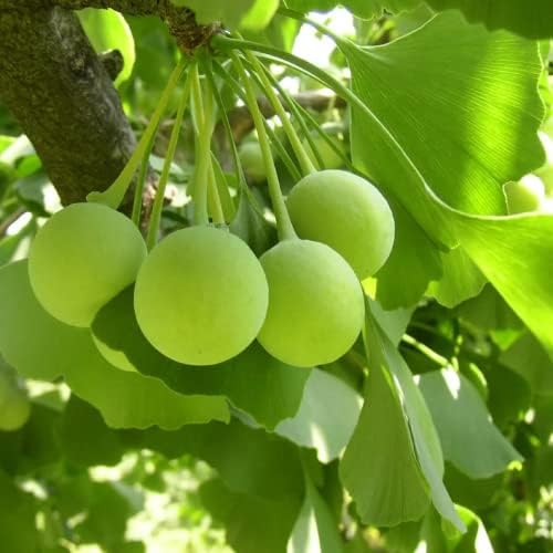 Amazon.com : CHUXAY GARDEN Ginkgo Biloba Seed 10 Seeds Ginkgo Tree ...