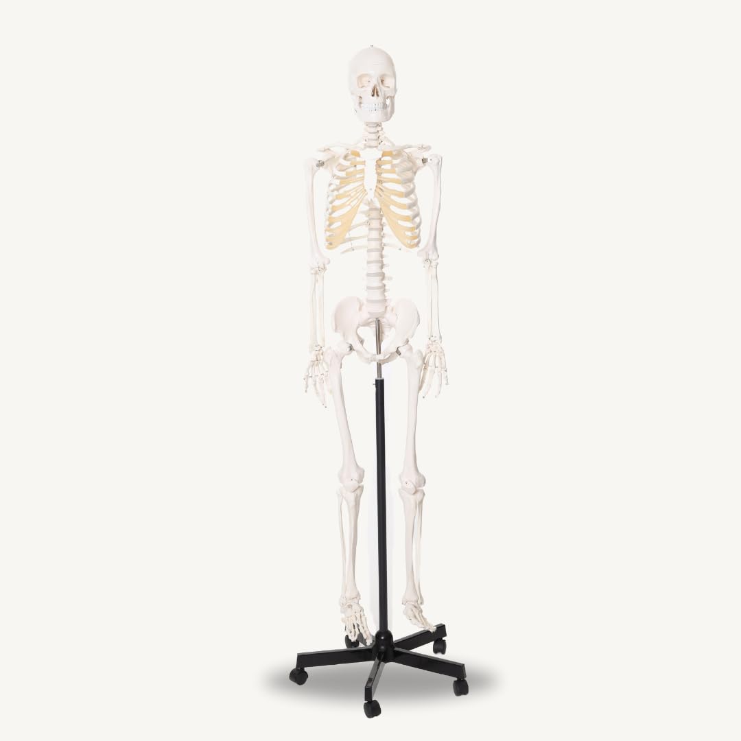 LABZIO Life-Size Human Skeleton Model (170 cm) | Anatomically Correct ...