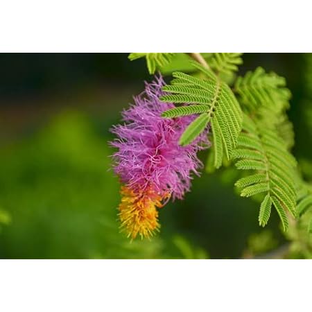 HYBRID Prosopis Cineraria Shami Vanni Maram Banni Mara Jammi Banni ...