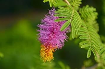 HYBRID Prosopis Cineraria Shami Vanni Maram Banni Mara Jammi Banni ...